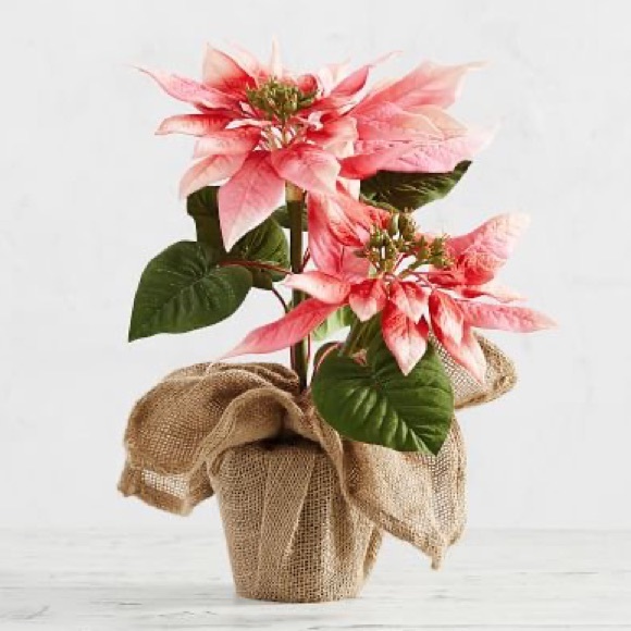 Pottery Barn | Holiday | New Pottery Barn Faux Potted Pink Poinsettia ...